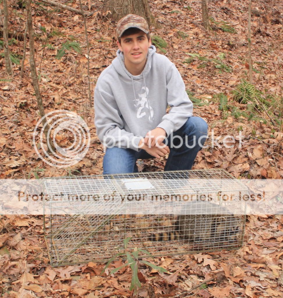 First Live Trap Coon | GON Forum