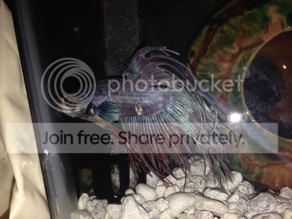 Please help! Betta fish has white cauliflower growth! | Betta Fish Forum